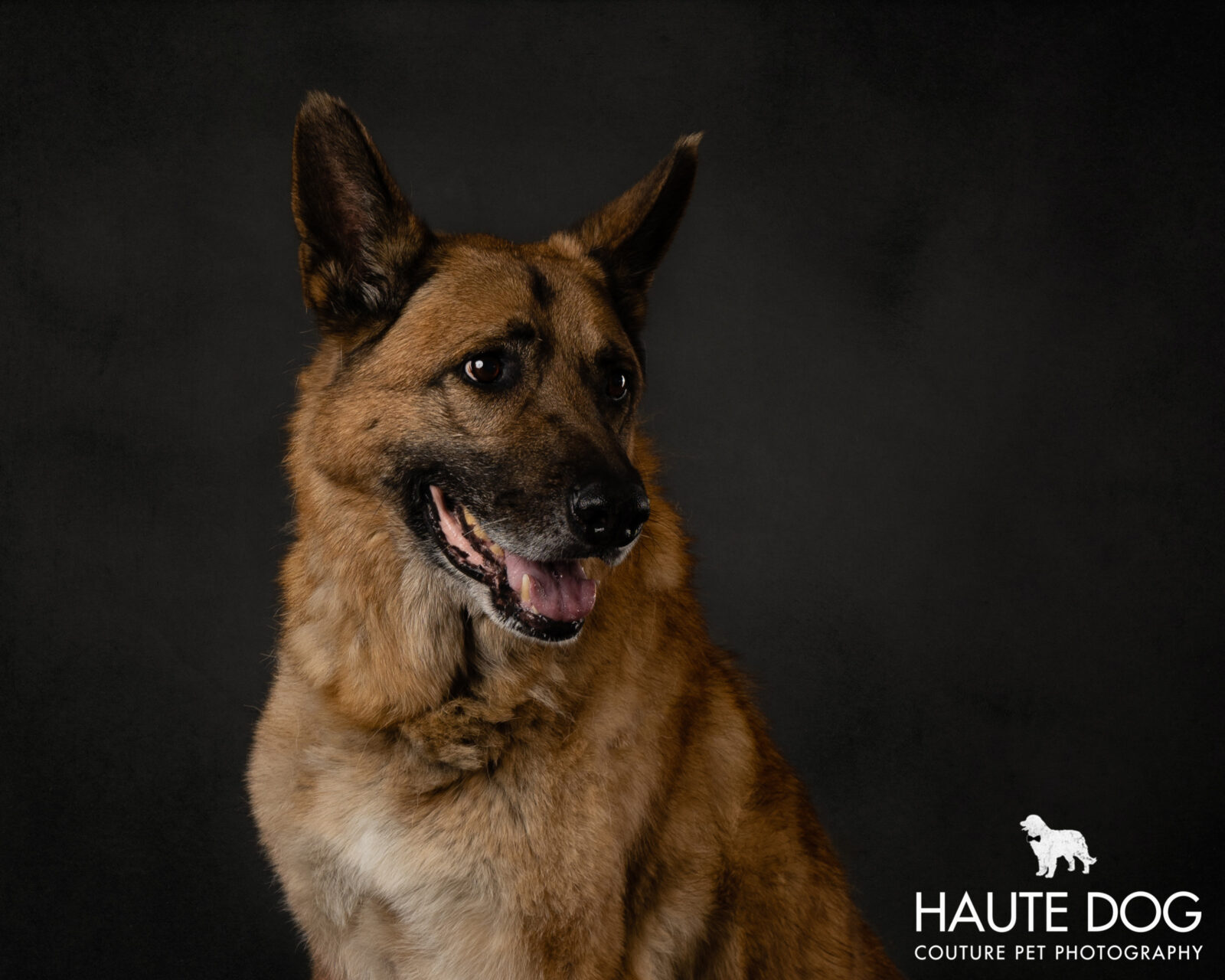 The Art and Science of Colorful Dog Photography | Haute Dog Pet Photography