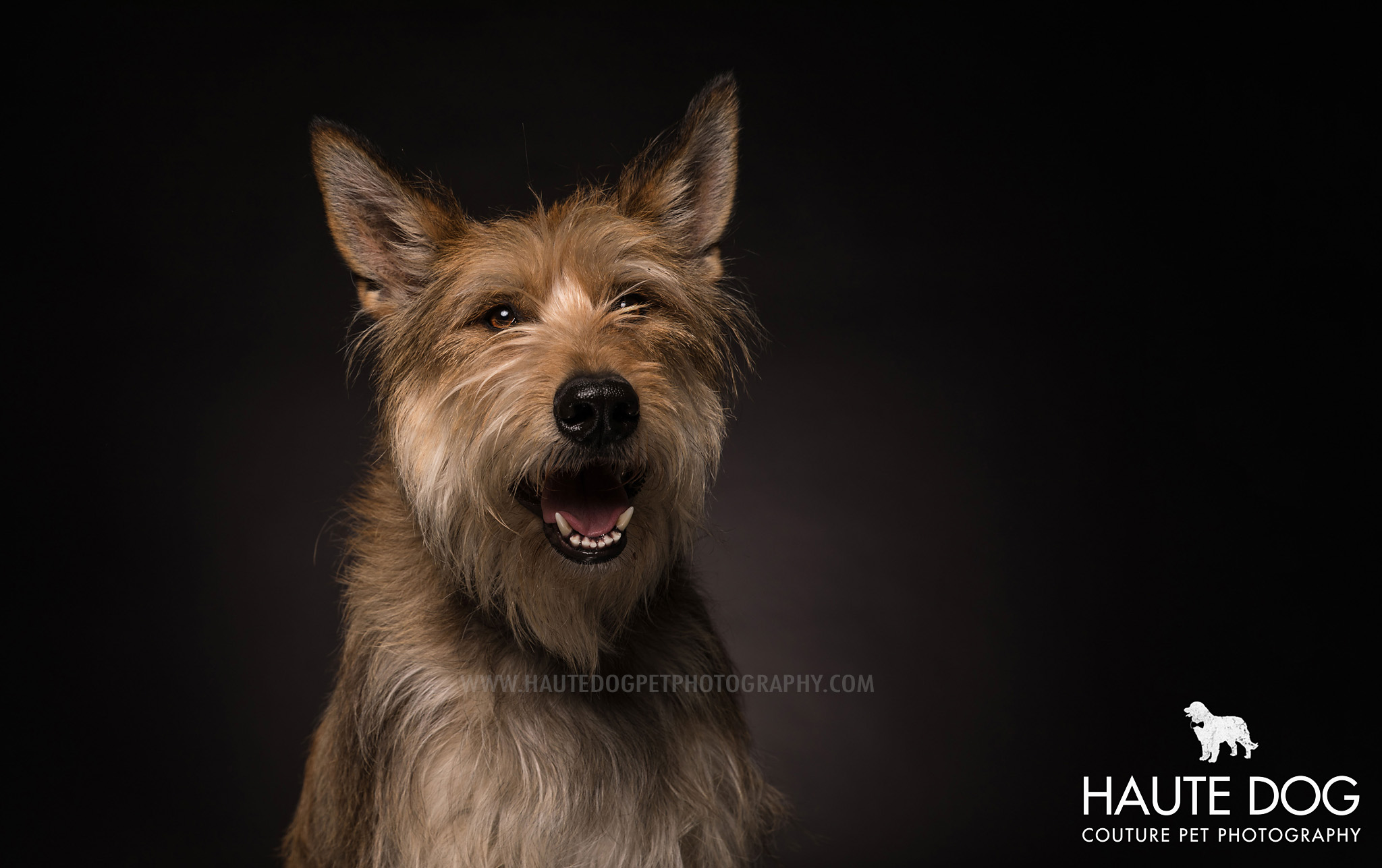 The Art and Science of Colorful Dog Photography | Haute Dog Pet Photography