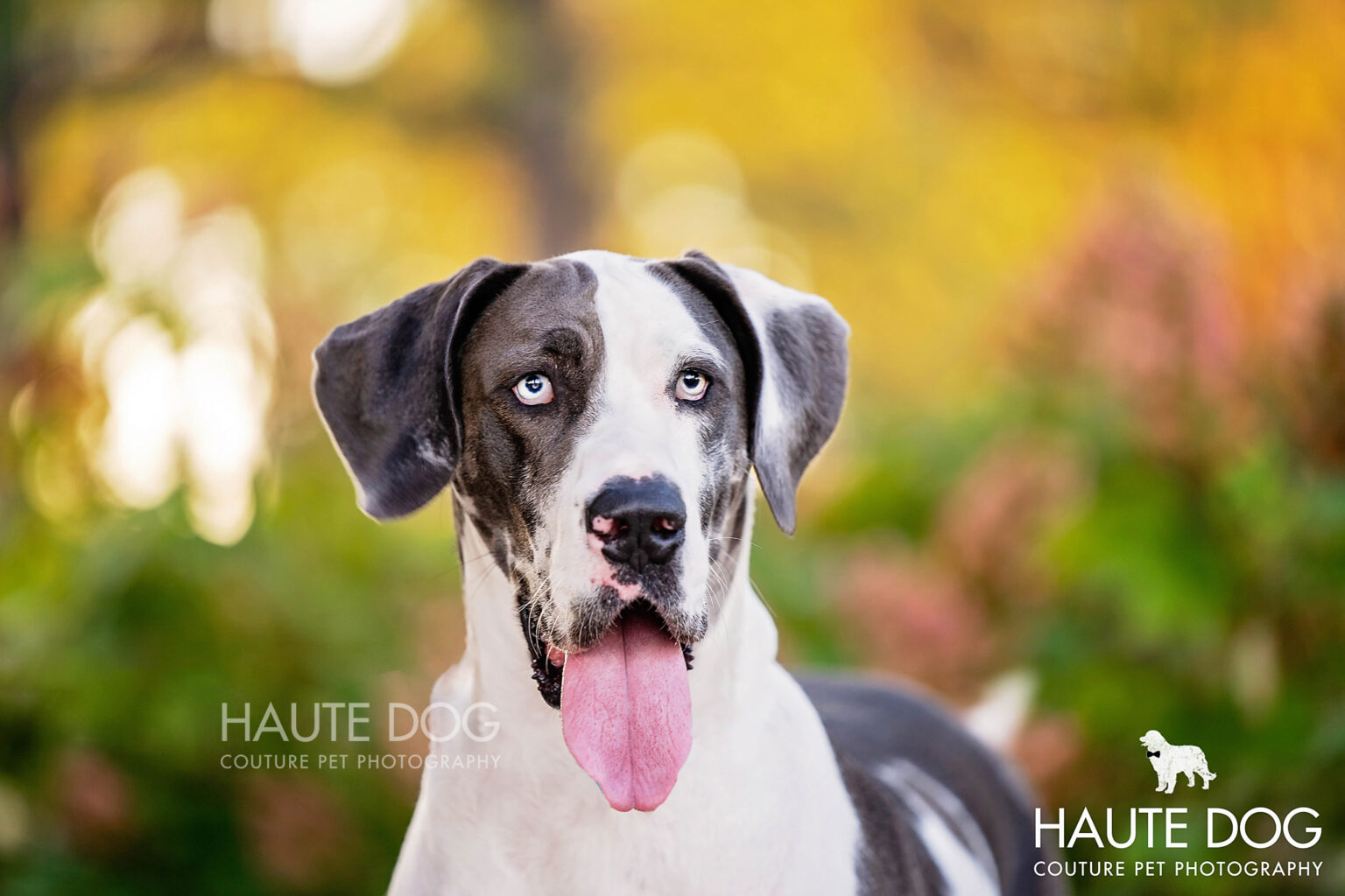 Selecting The Best Time of Year for Your Dallas Pet Photo Session