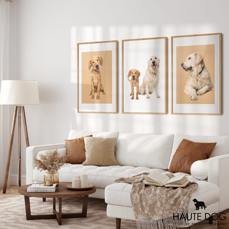 The Art and Science of Colorful Dog Photography | Haute Dog Pet Photography