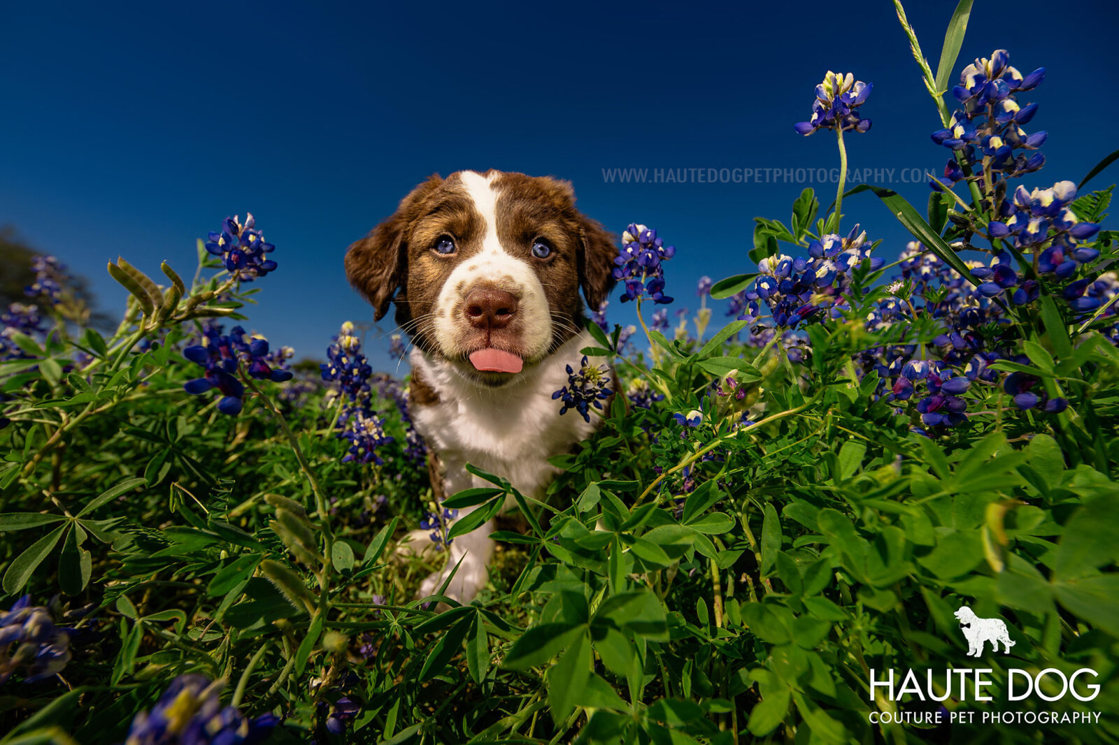 Selecting The Best Time of Year for Your Dallas Pet Photo Session