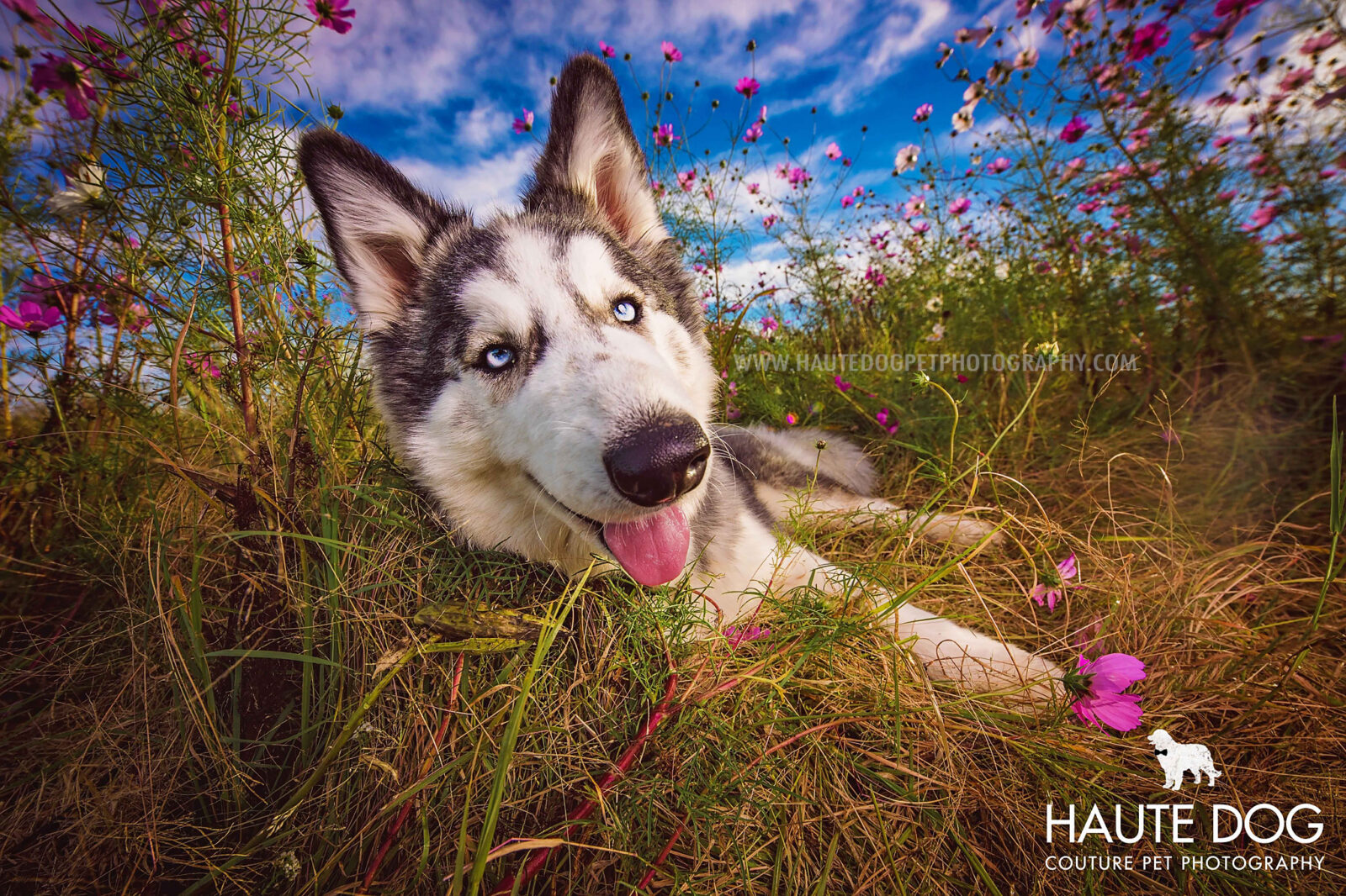 Selecting The Best Time of Year for Your Dallas Pet Photo Session