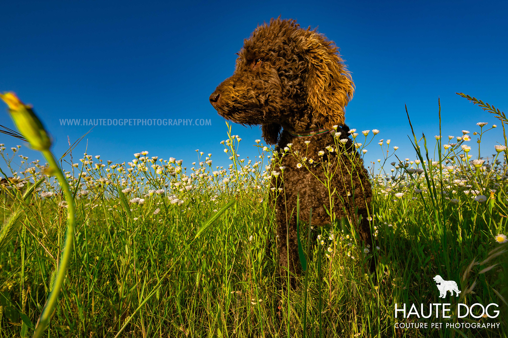 Selecting The Best Time of Year for Your Dallas Pet Photo Session