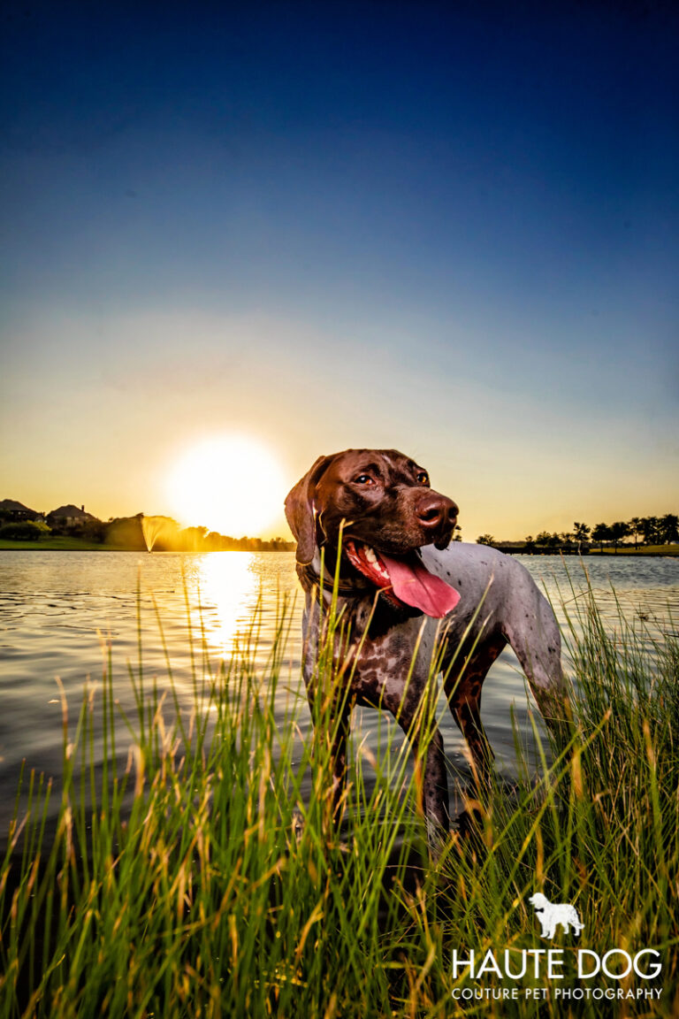 Selecting The Best Time of Year for Your Dallas Pet Photo Session