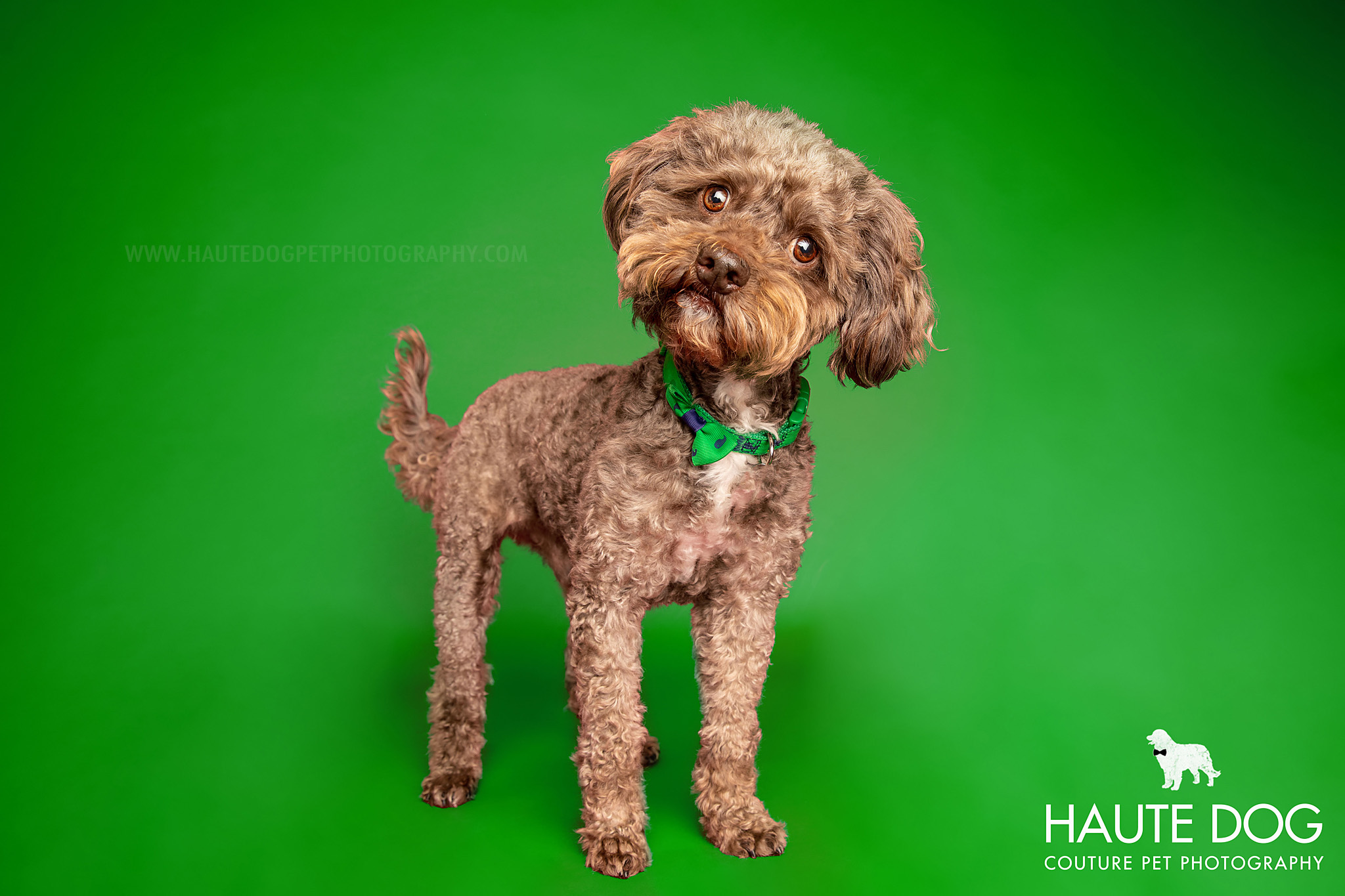 The Art and Science of Colorful Dog Photography | Haute Dog Pet Photography