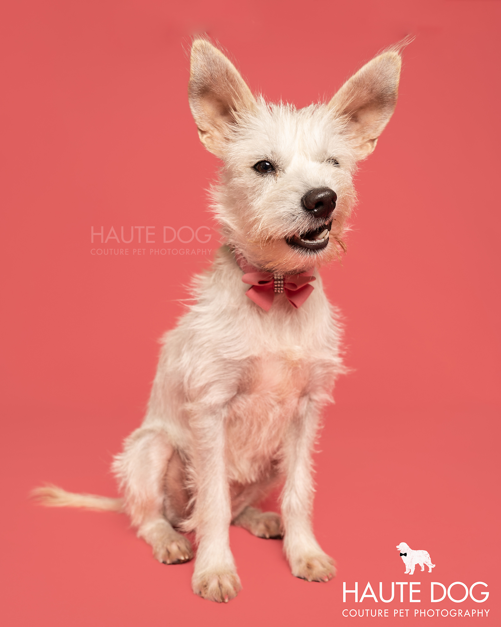 The Art and Science of Colorful Dog Photography | Haute Dog Pet Photography