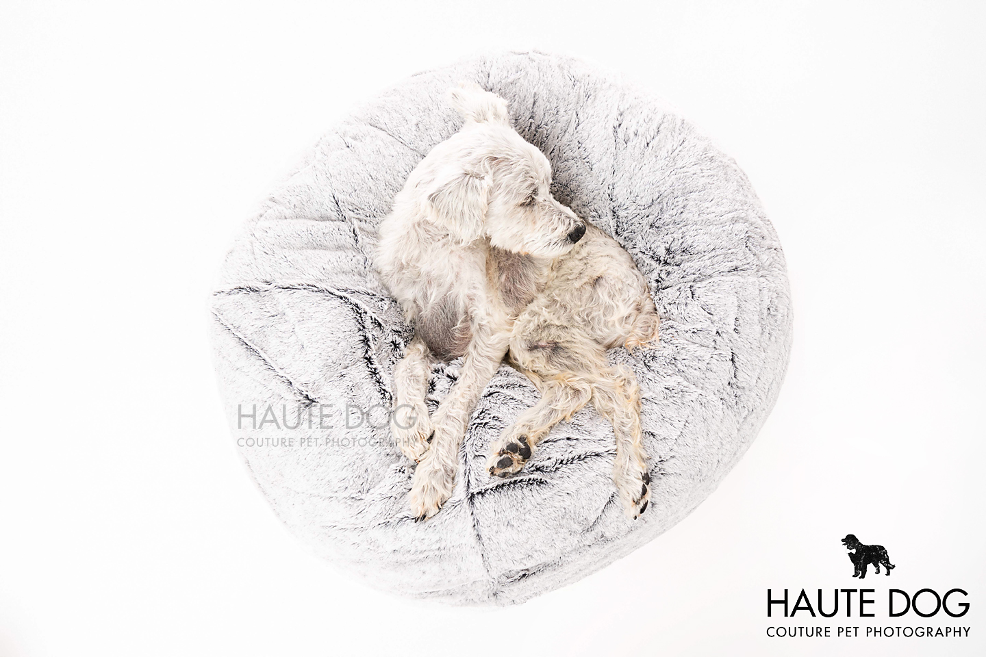 The Art and Science of Colorful Dog Photography | Haute Dog Pet Photography