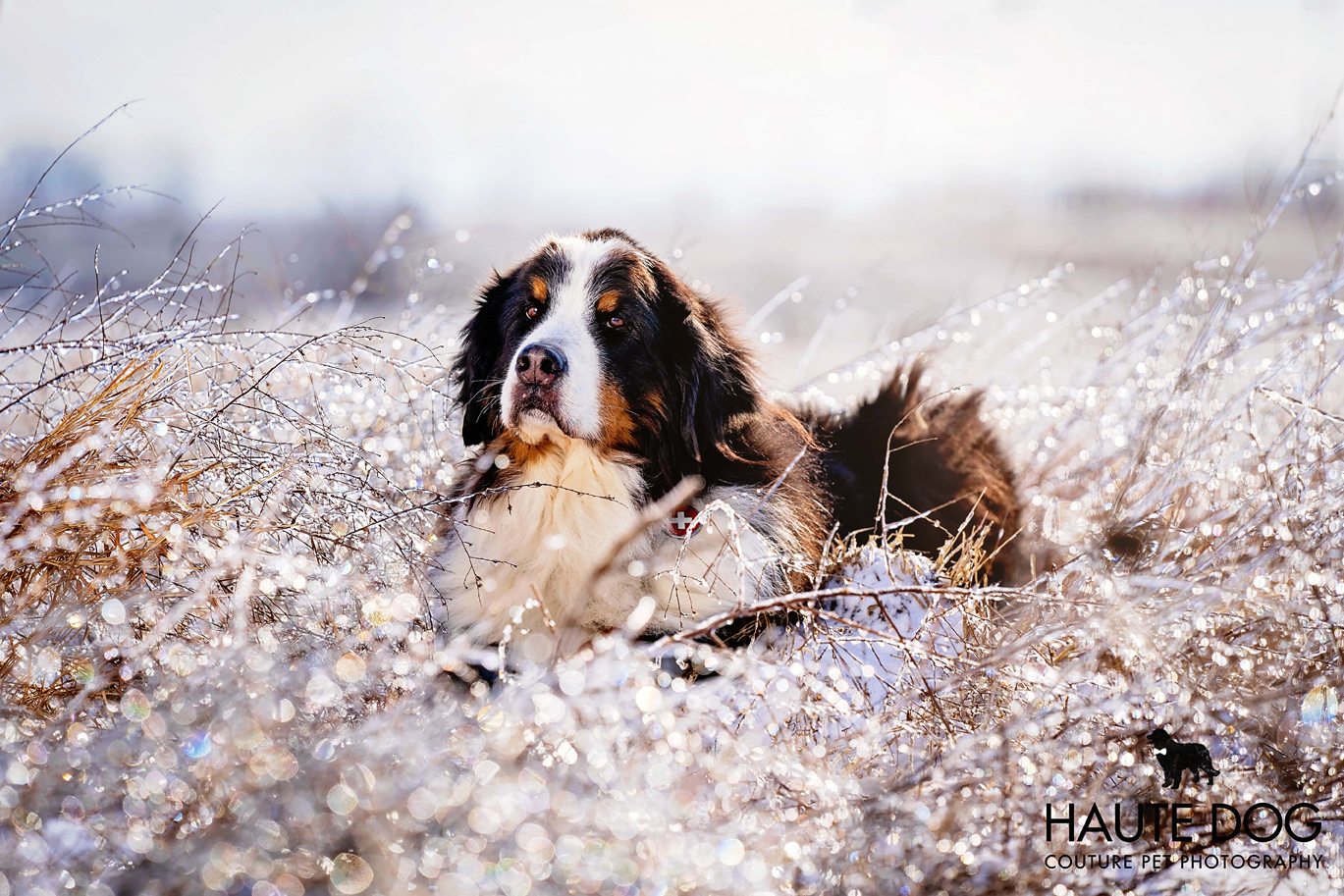 Selecting The Best Time of Year for Your Dallas Pet Photo Session