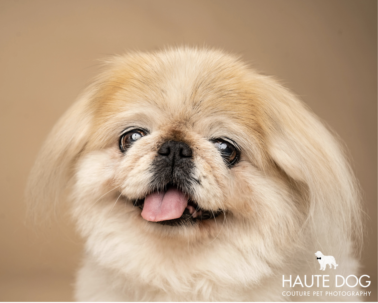 The Art and Science of Colorful Dog Photography | Haute Dog Pet Photography