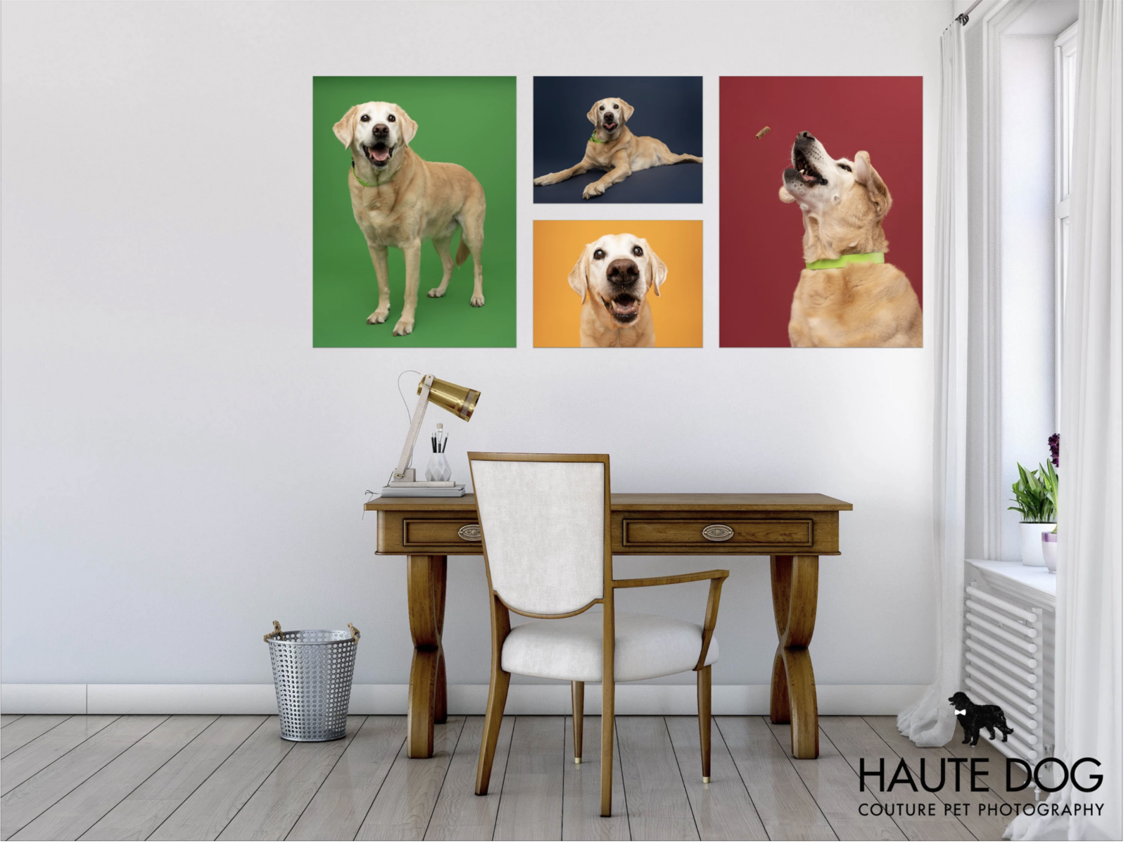 The Art and Science of Colorful Dog Photography | Haute Dog Pet Photography